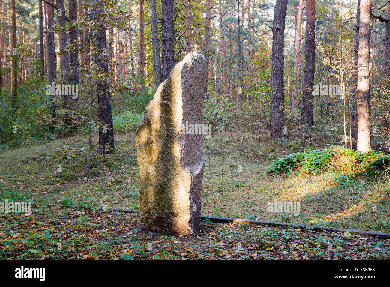 Solitary rock in the forest Stock Photo - Alamy