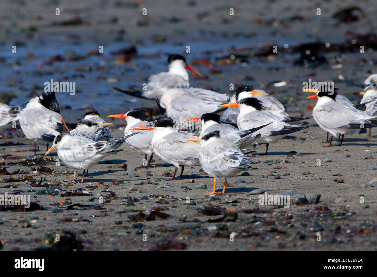 Elegant Tern Flock Stock Photo - Alamy