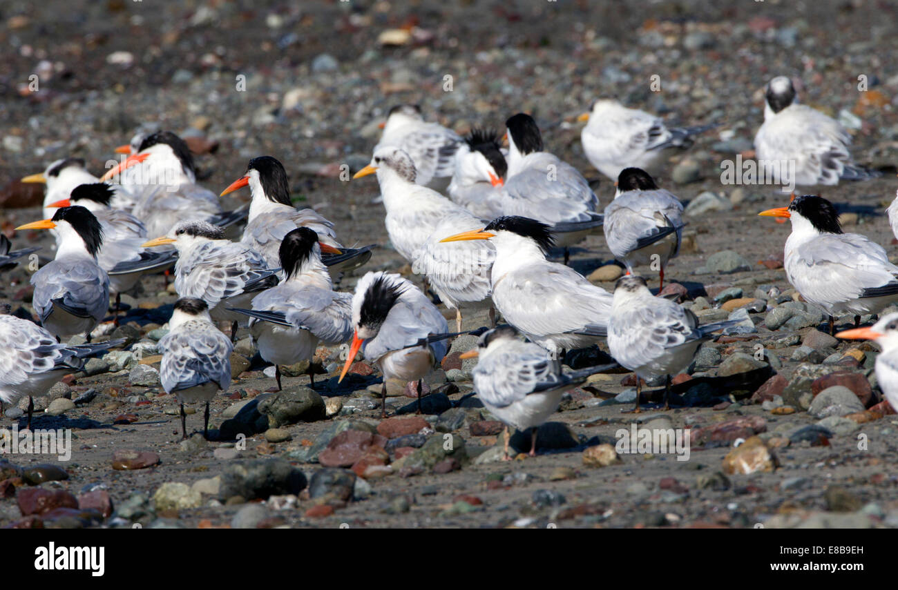 Elegant Tern Flock Stock Photo - Alamy
