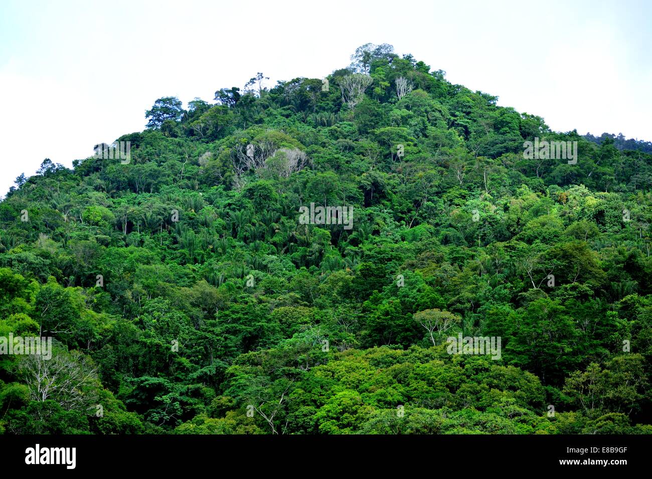 Green trees mountain hi-res stock photography and images - Alamy