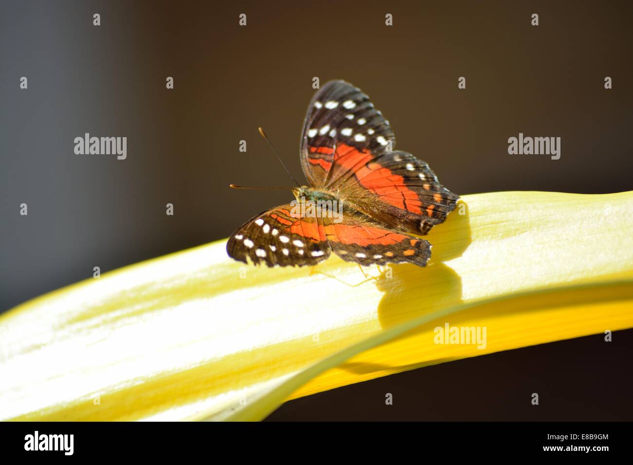 Butterfly on a leaf Stock Photo - Alamy