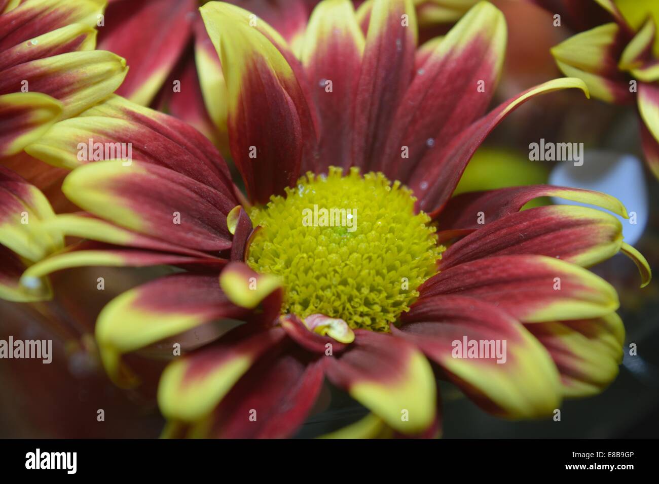 Red and yellow flower hi-res stock photography and images - Alamy