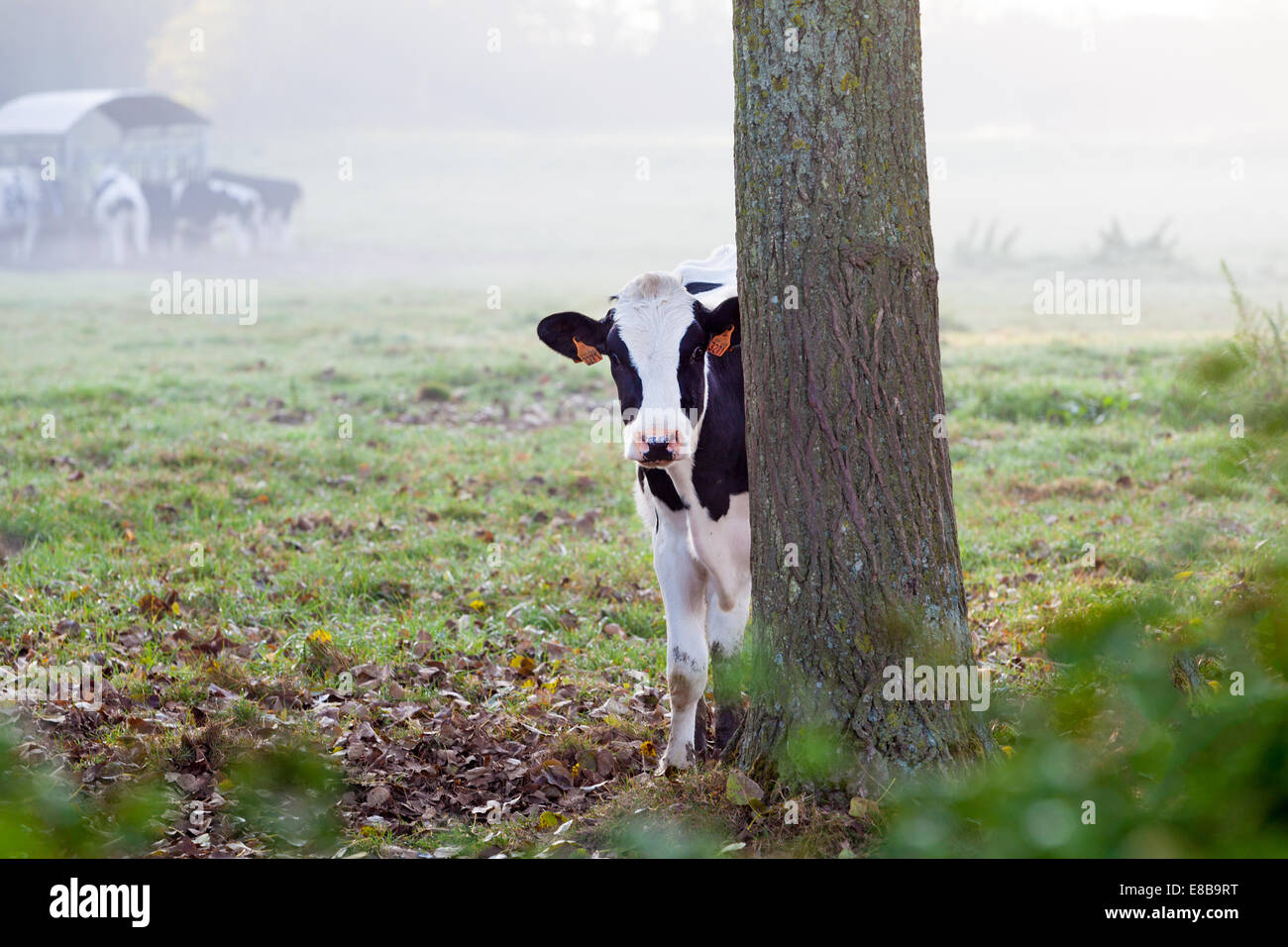 Curious Cow High Resolution Stock Photography and Images - Alamy