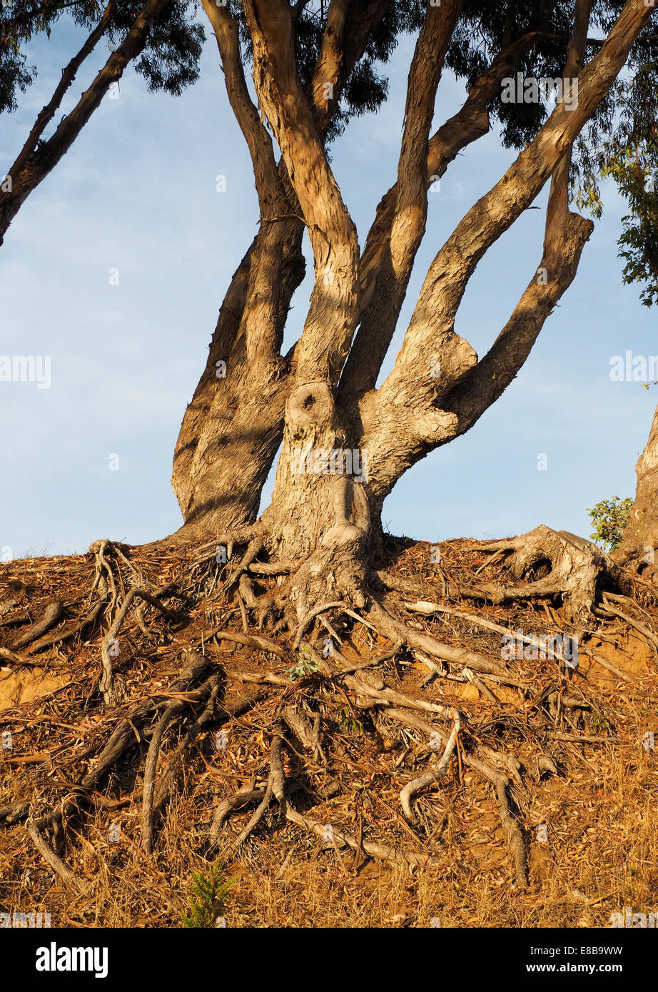 Tangle of Tree Roots Exposed Above the Soil Stock Photo - Alamy