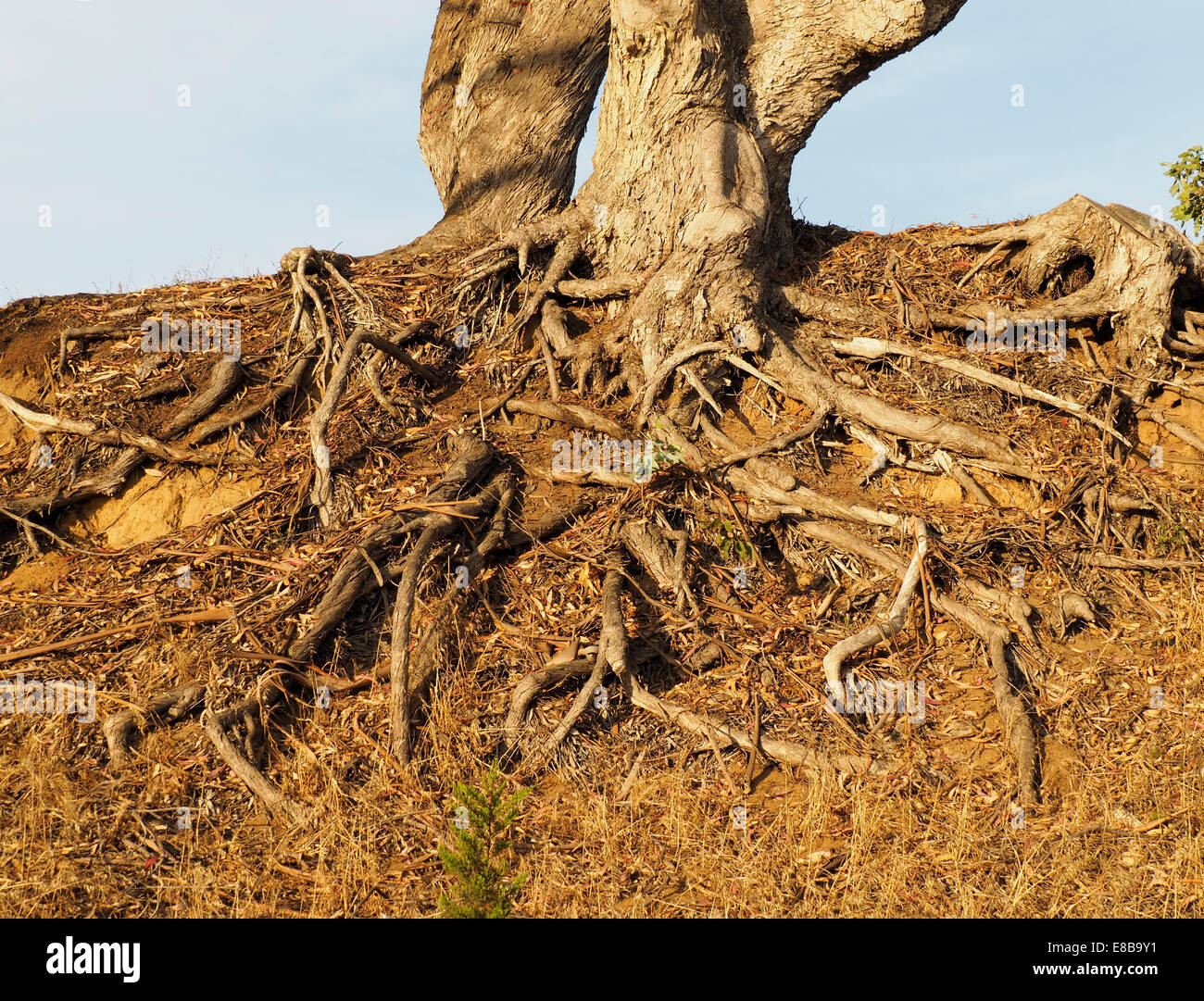 Tangle of Trees Roots on Top of Soil Stock Photo - Alamy