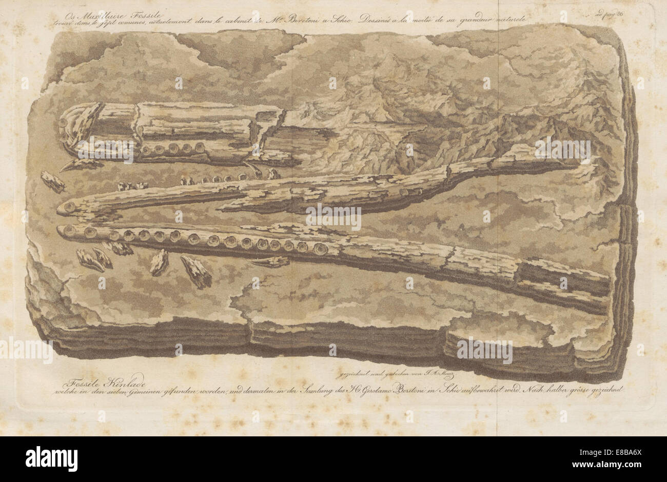 An illustration of a fossilized jawbone, known as 'Fossile Kinnlade ...