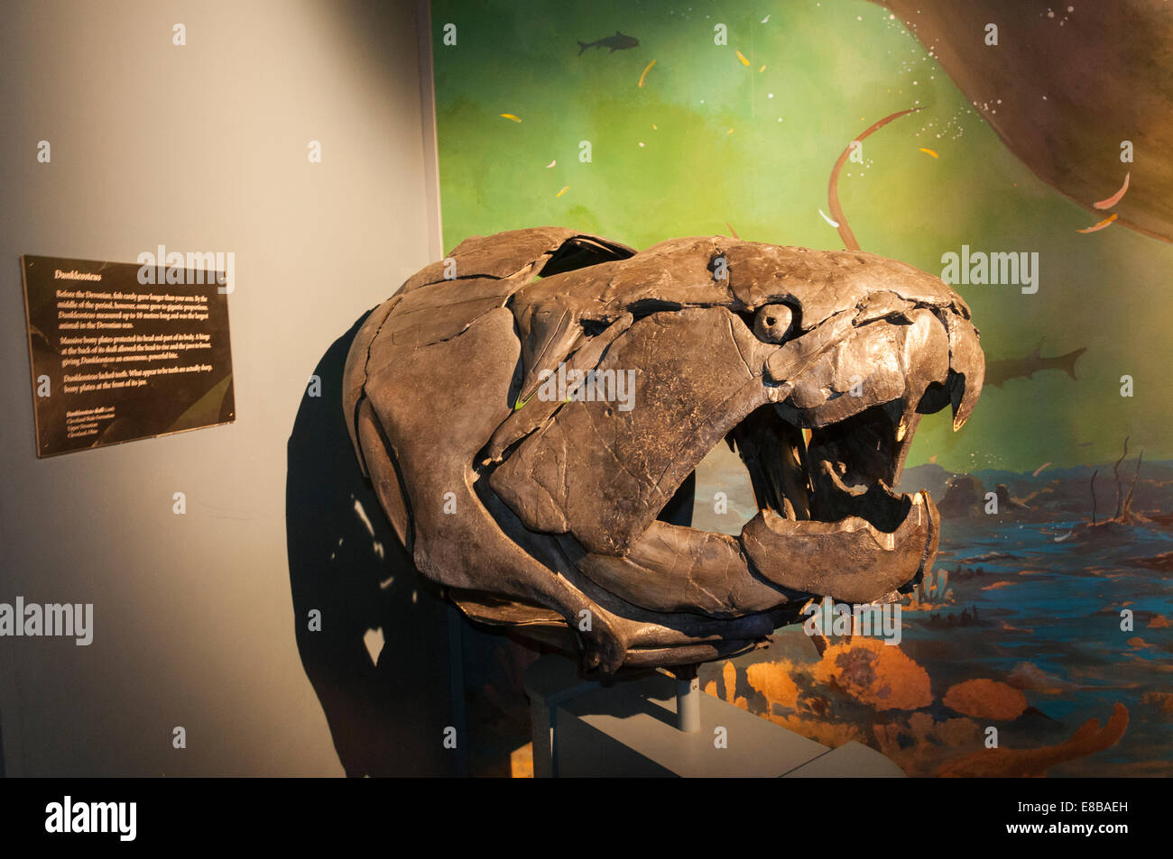 Devonian reef hi-res stock photography and images - Alamy