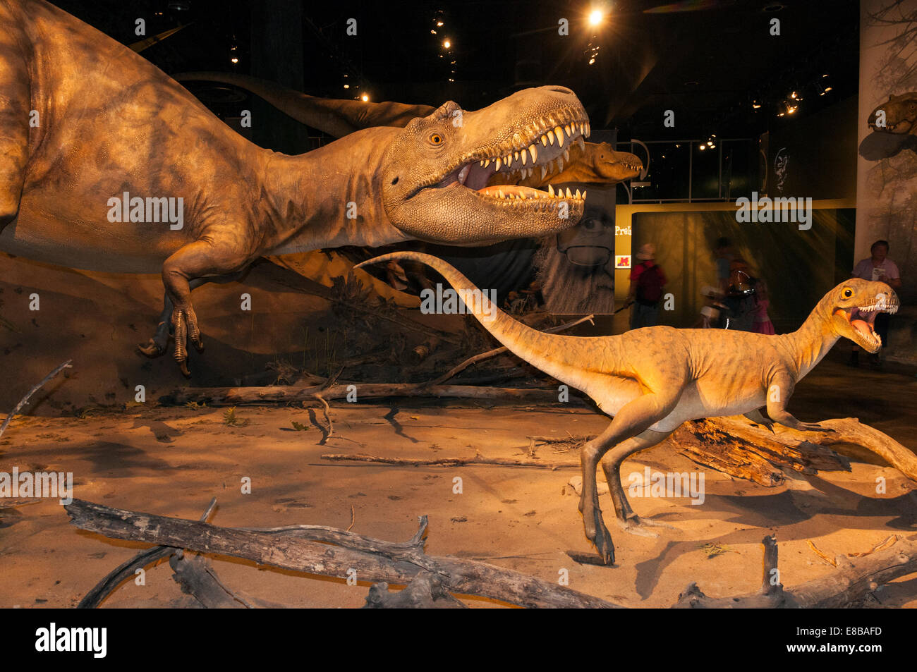 Elk203-6517 Canada, Alberta, Drumheller, Royal Tyrrell Museum, Dinosaur ...