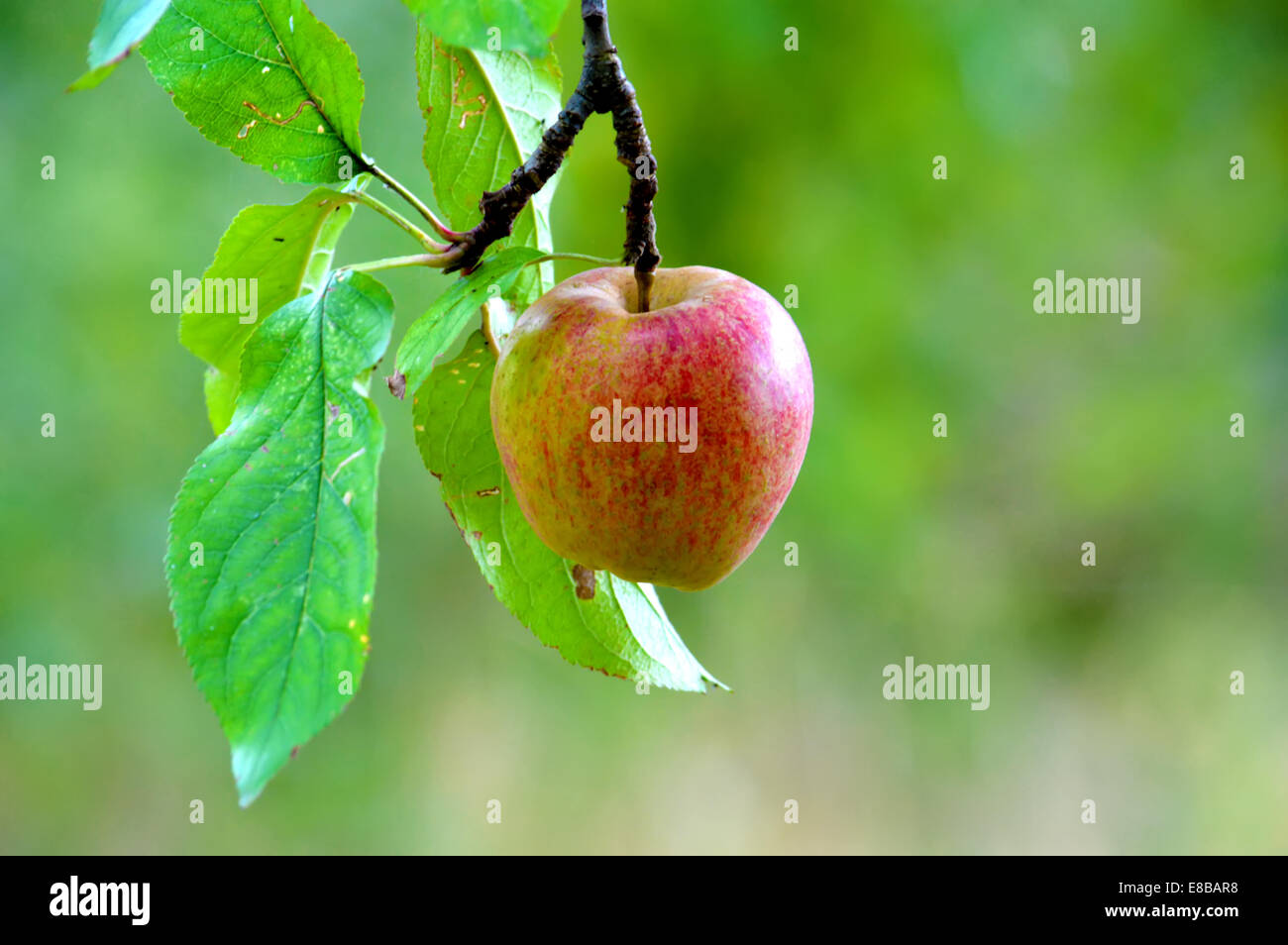 Snack tree hi-res stock photography and images - Alamy