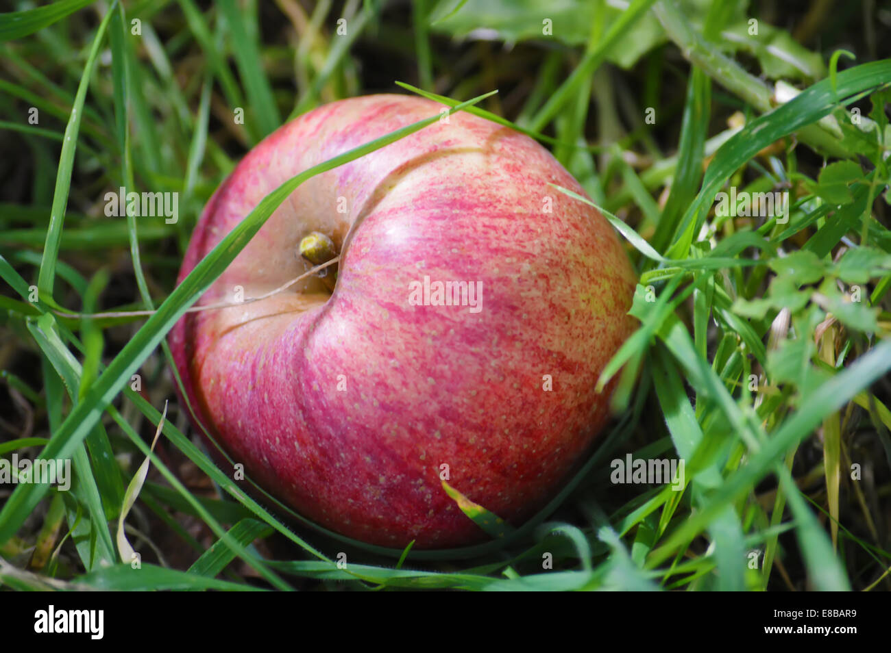 Ground apple hi-res stock photography and images - Alamy