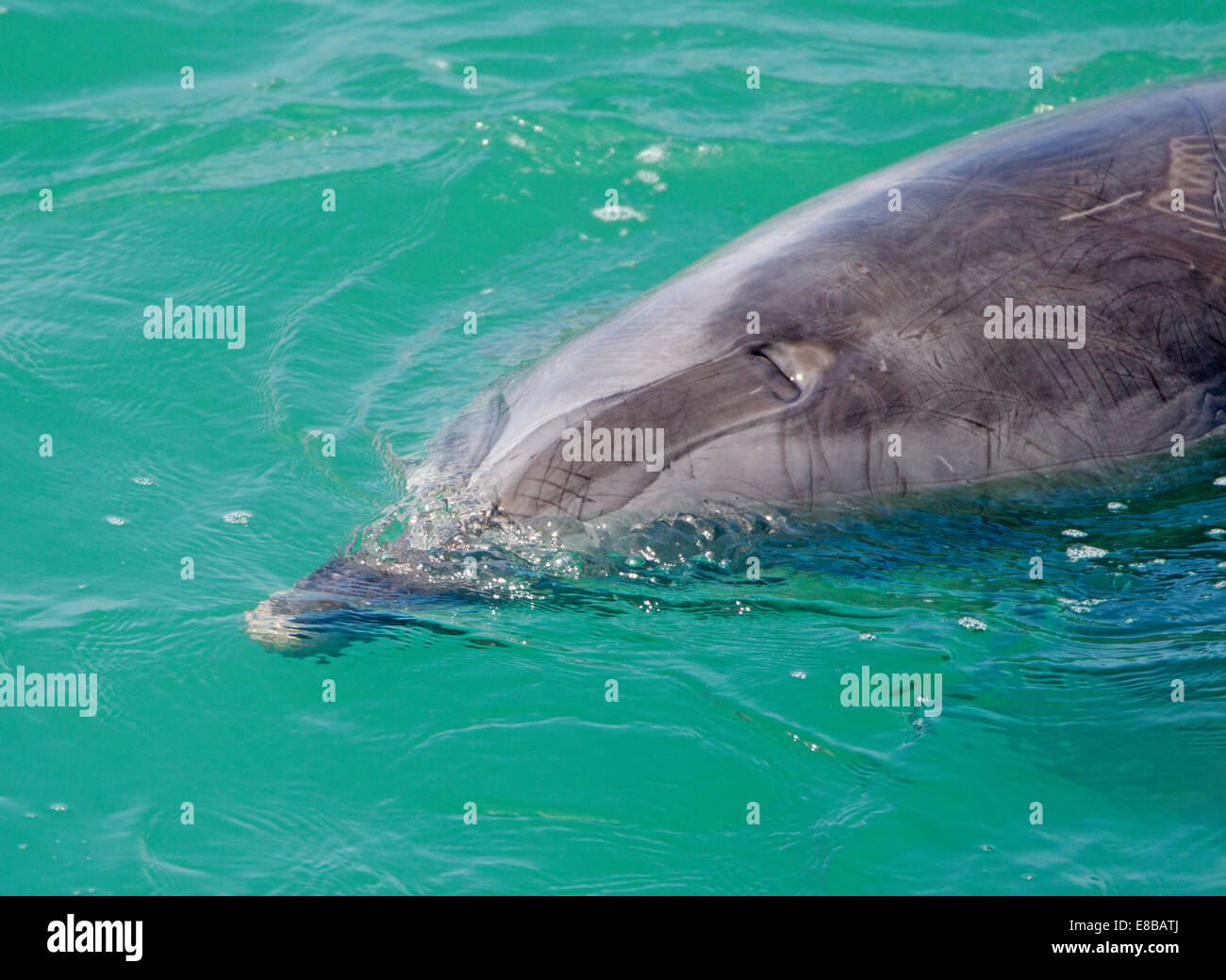 Bottlenose Dolphin on Surface Showing Battle scars Stock Photo - Alamy