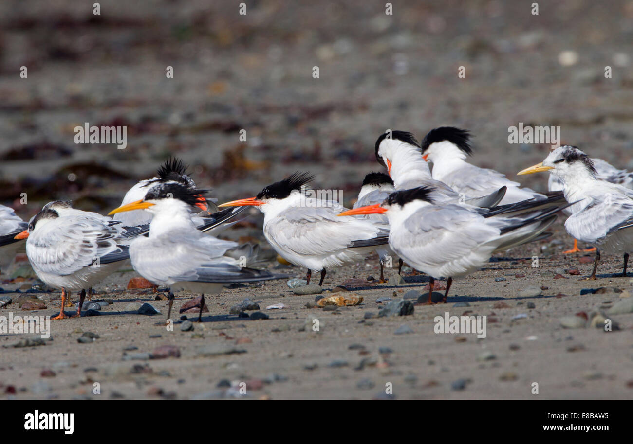 Elegant Tern Flock Stock Photo - Alamy