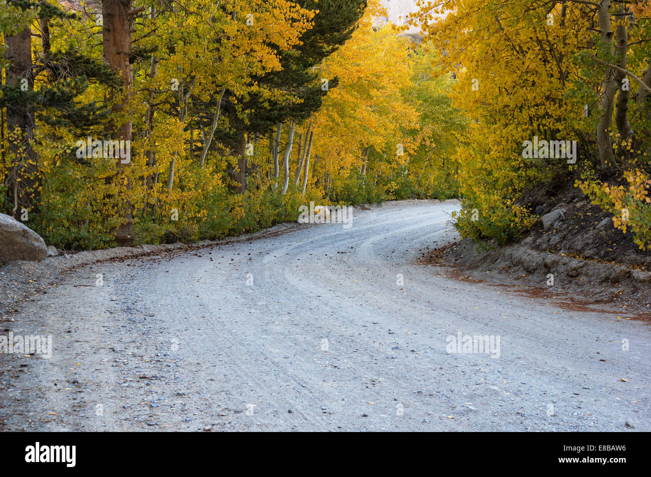 a gravel dirt road lined with yellow aspen trees in the fall Stock ...