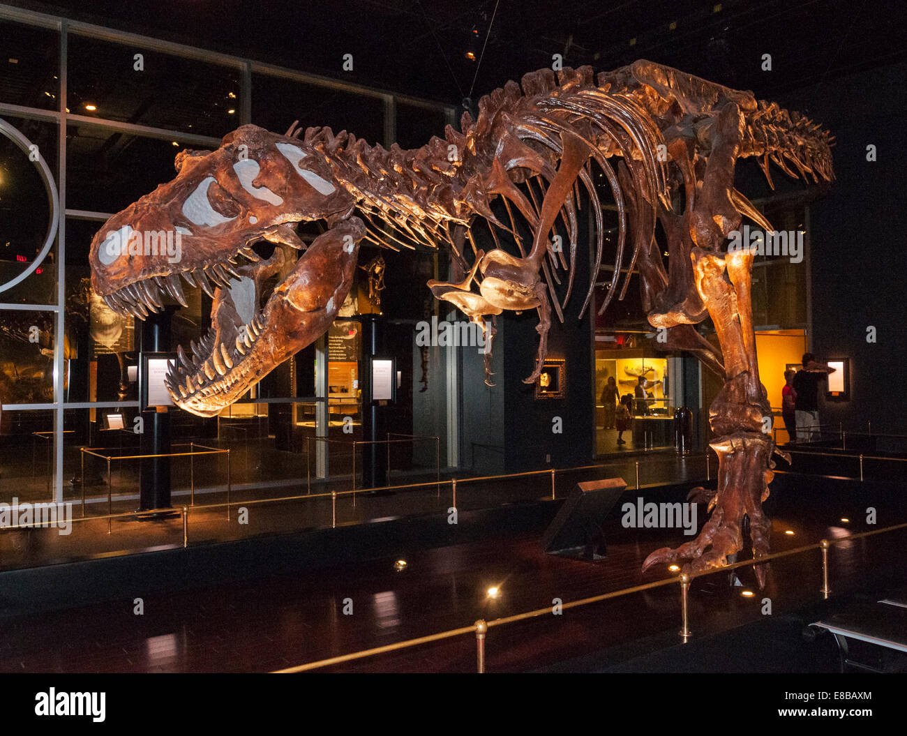 Elk203-6522 Canada, Alberta, Drumheller, Royal Tyrrell Museum, Dinosaur ...