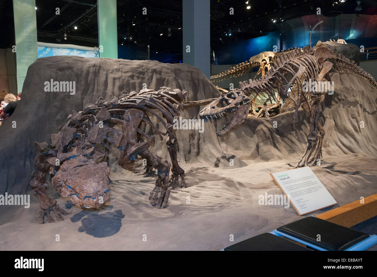 Elk203-6531 Canada, Alberta, Drumheller, Royal Tyrrell Museum, Dinosaur ...