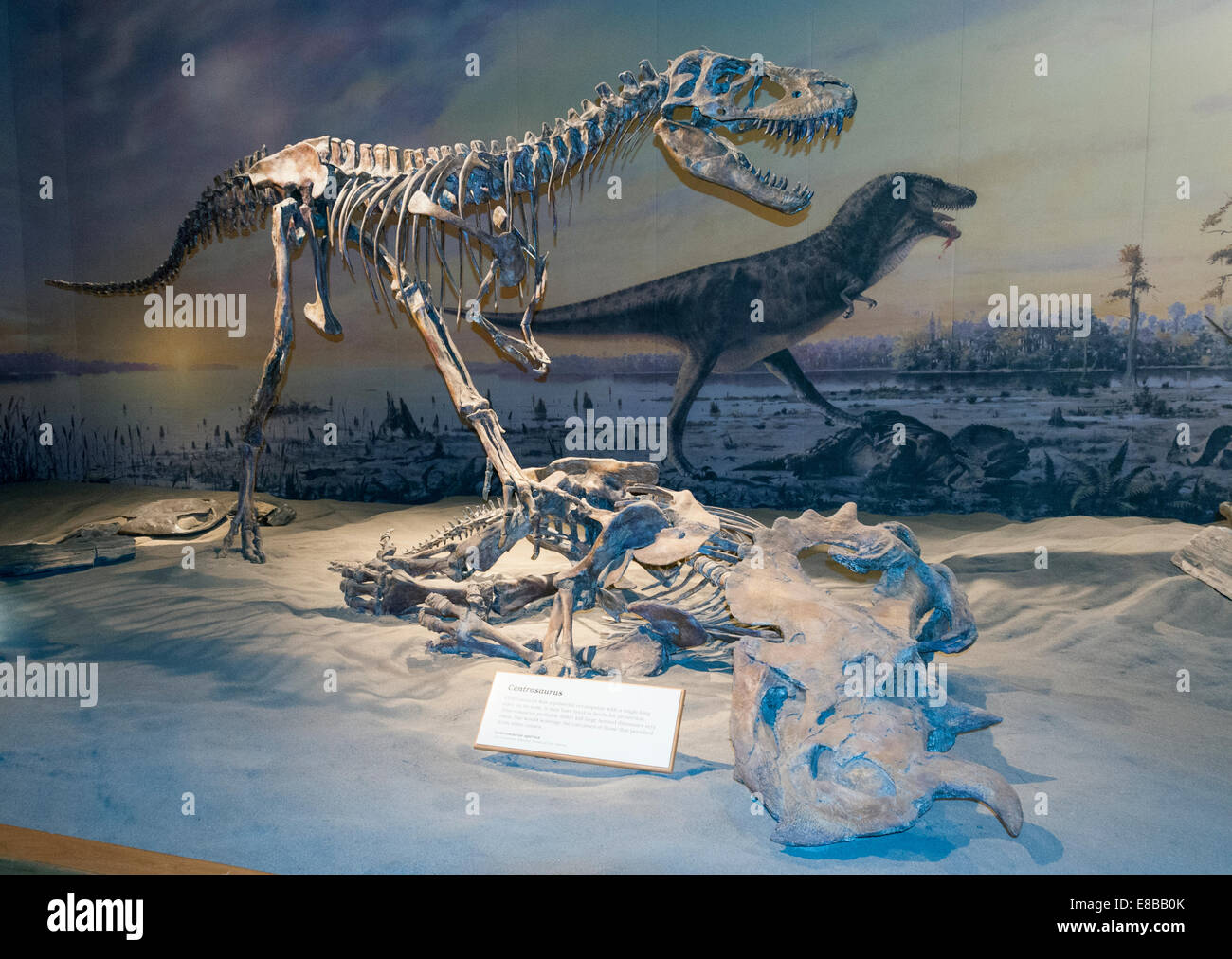 Elk203-6536 Canada, Alberta, Drumheller, Royal Tyrrell Museum, Dinosaur ...