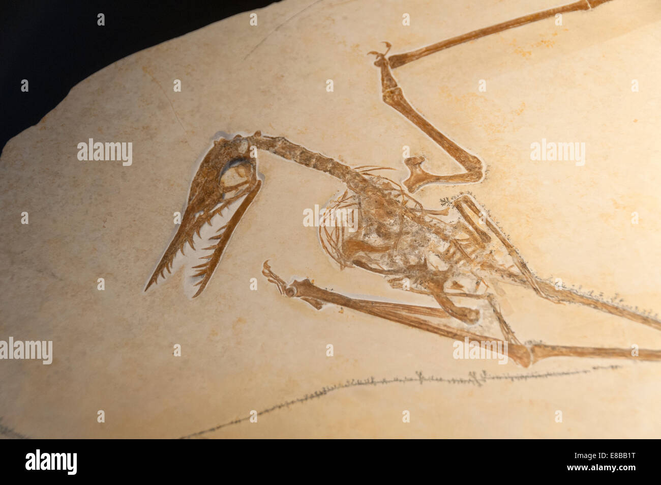 Skeleton of archaeopteryx hi-res stock photography and images - Alamy