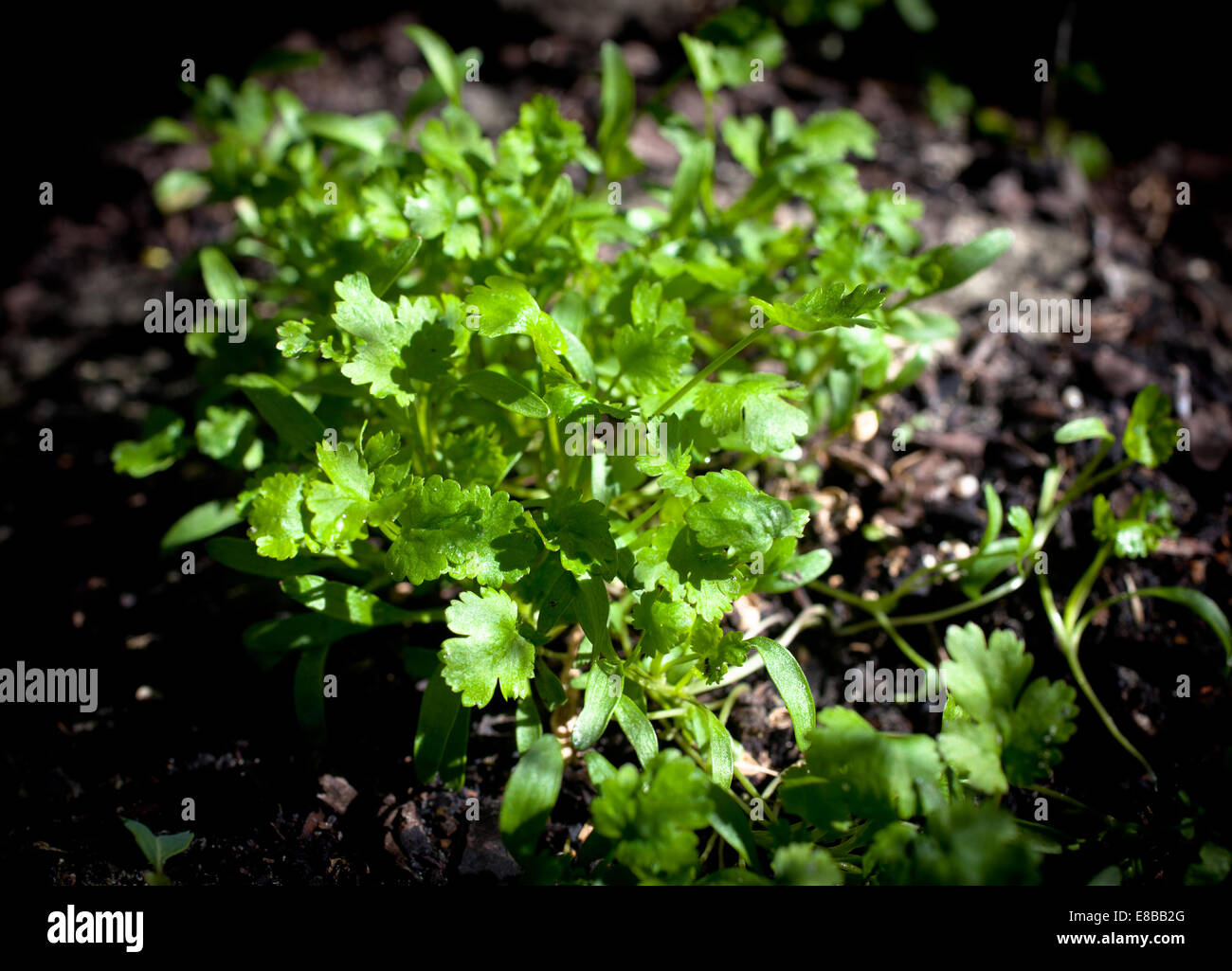 Edible weeds hi-res stock photography and images - Alamy