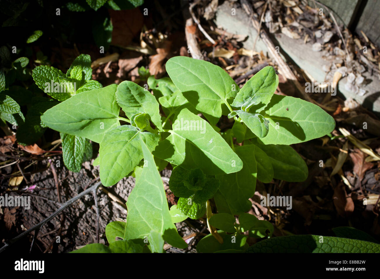 New zealand spinach hi-res stock photography and images - Alamy