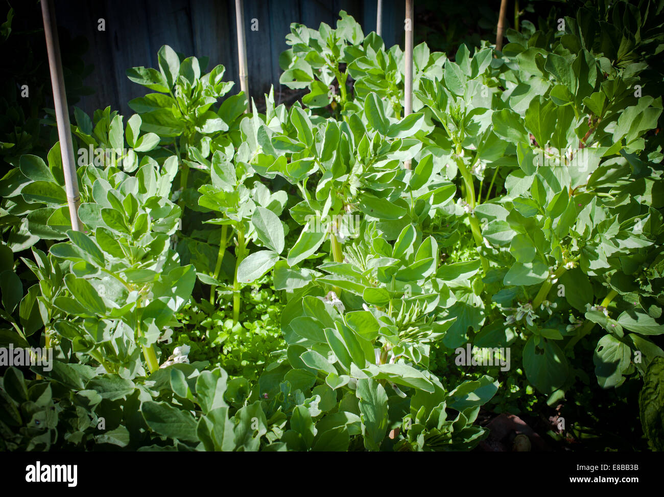 My organic edible garden: Broad Bean Plants (Vicia faba), also called ...