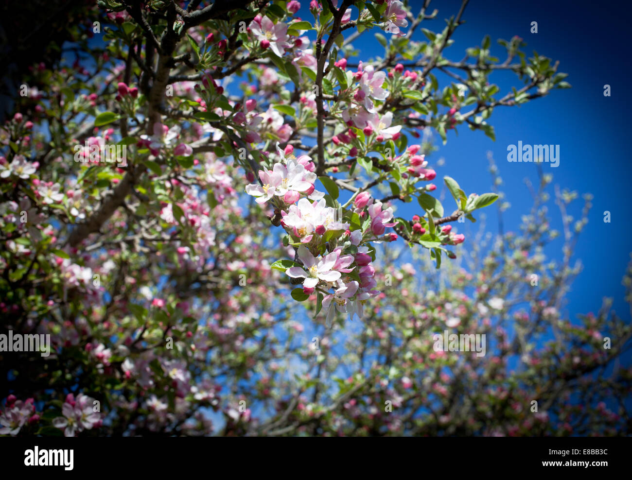 Apple braeburn tree hi-res stock photography and images - Alamy