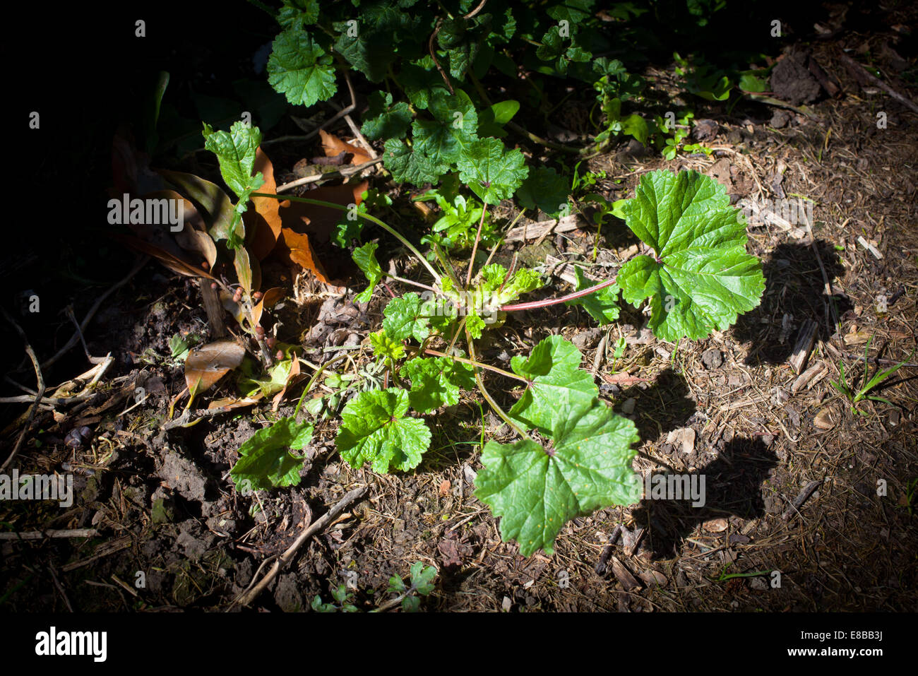 Malva sylvestris salad hi-res stock photography and images - Alamy