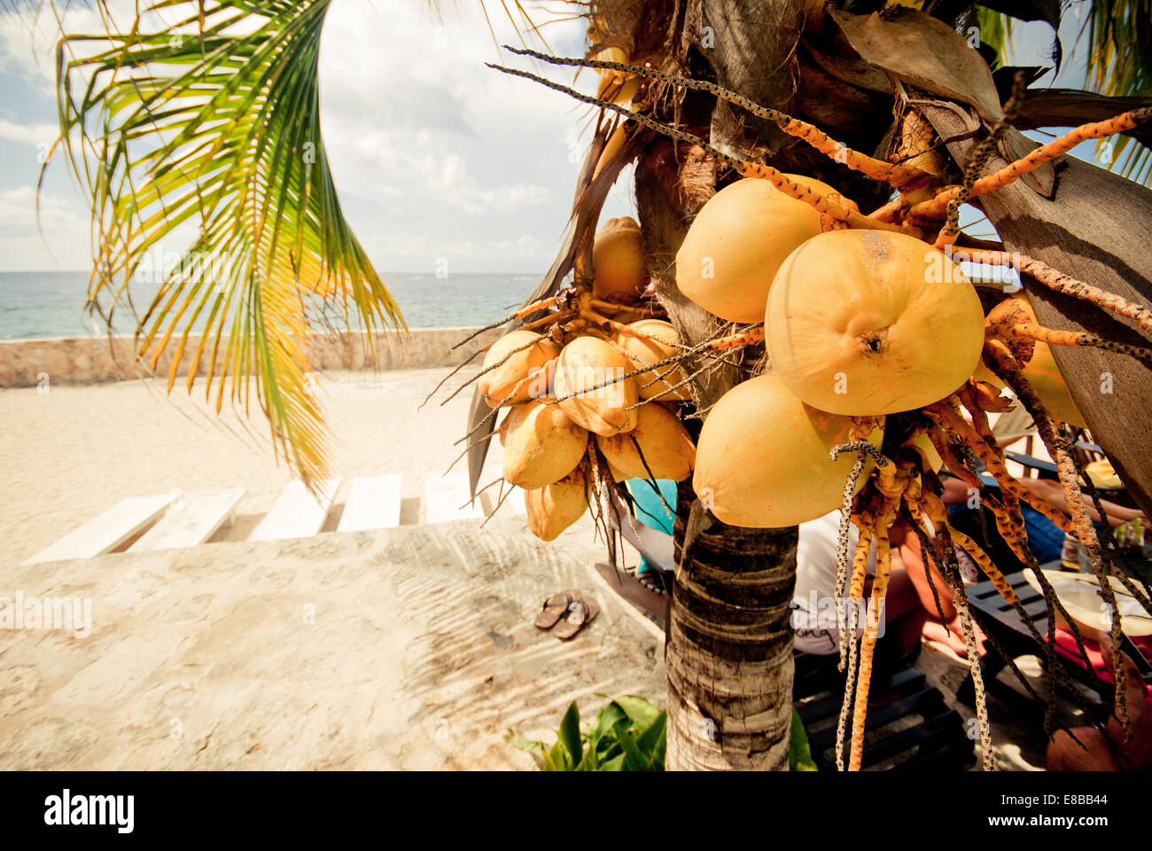 Coconuts on the tree Stock Photo - Alamy