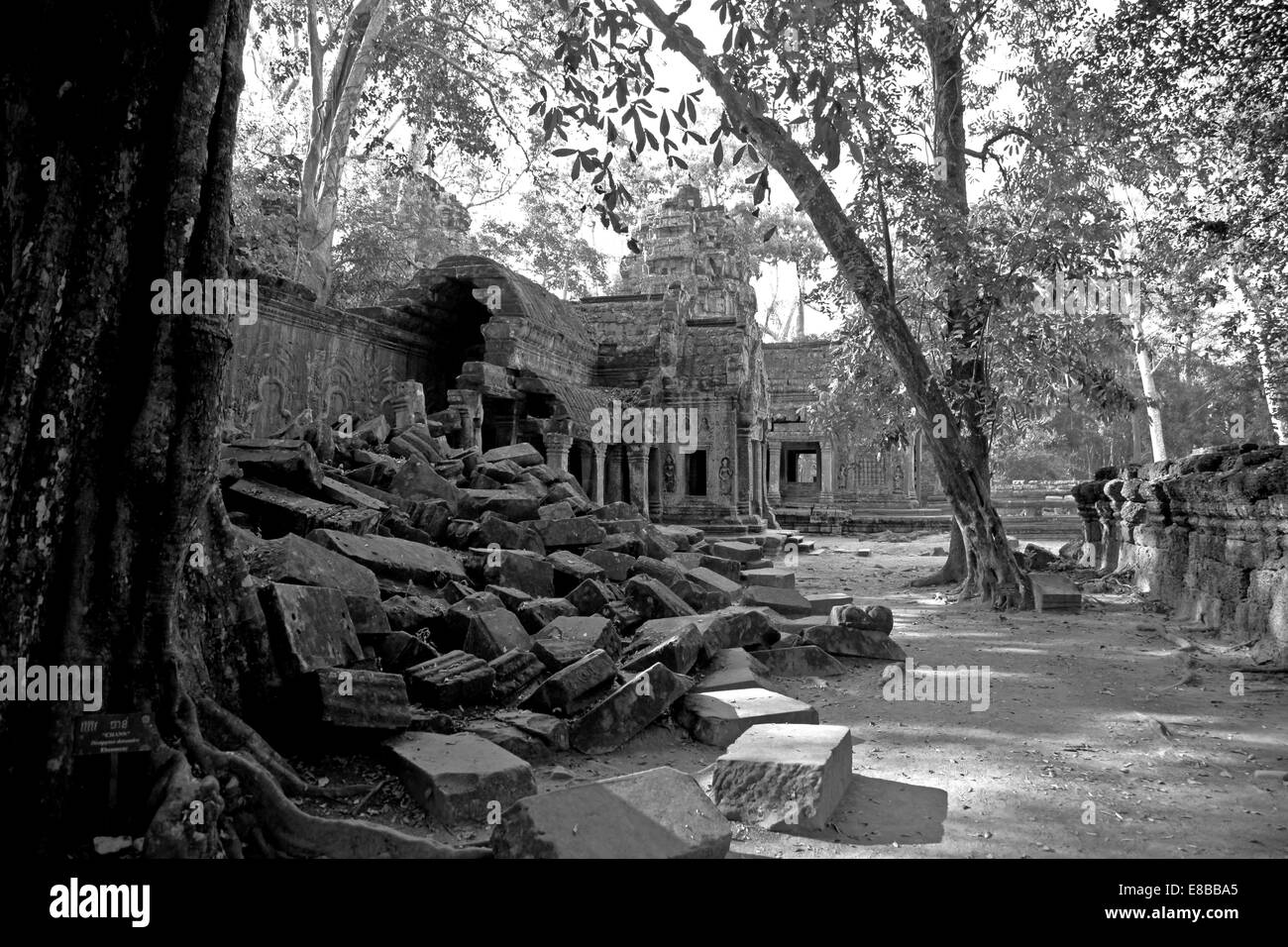 Ta prohm temple banyan tree Black and White Stock Photos & Images - Alamy