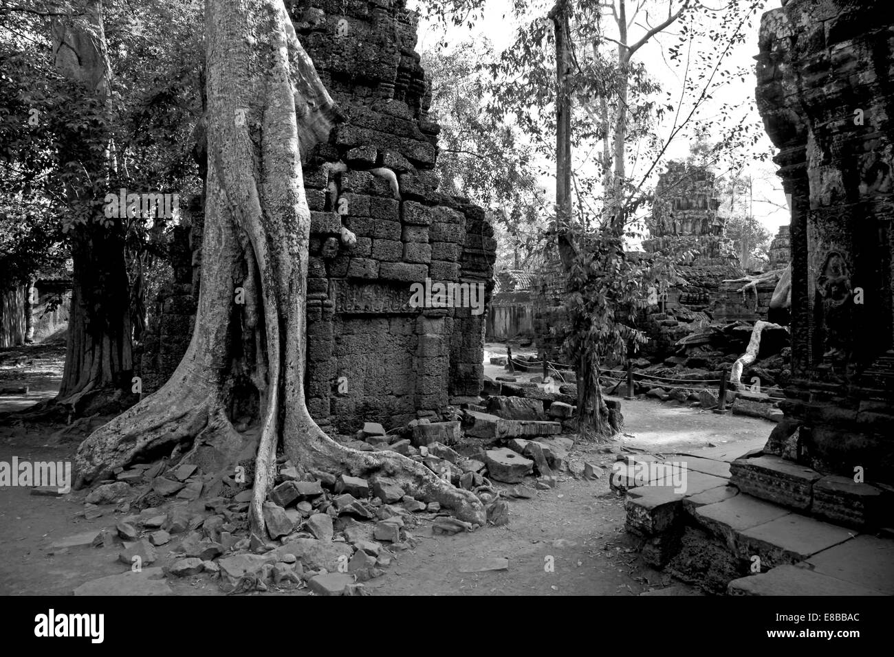 Ta prohm temple banyan tree Black and White Stock Photos & Images - Alamy