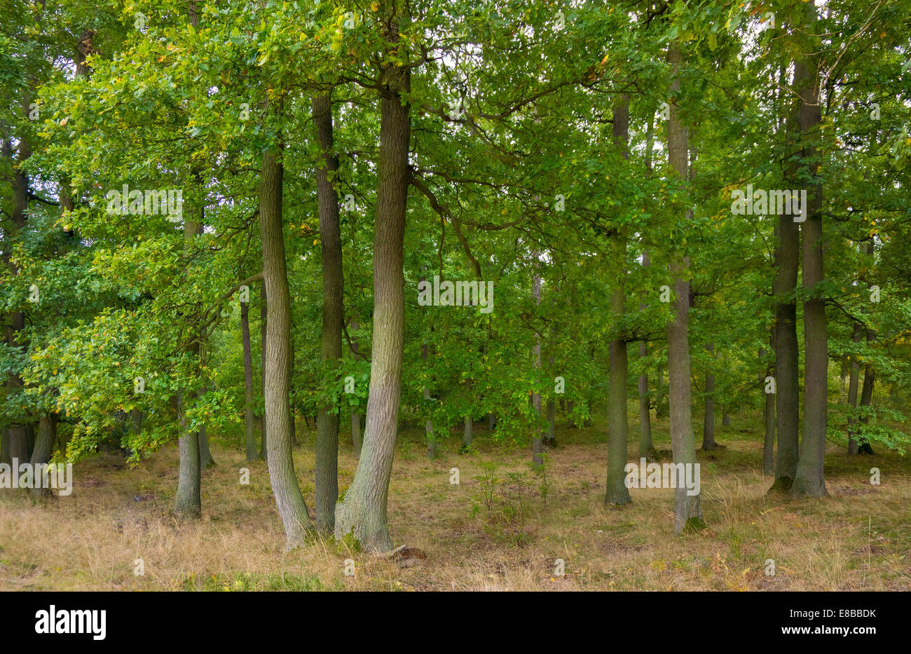 Crown beautiful oak tree hi-res stock photography and images - Alamy
