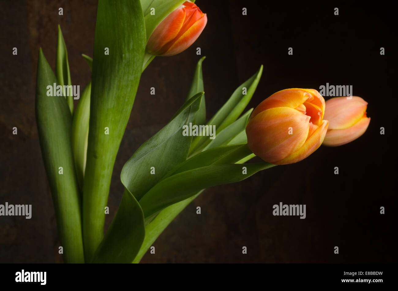 orange - yellow tulips details Stock Photo - Alamy