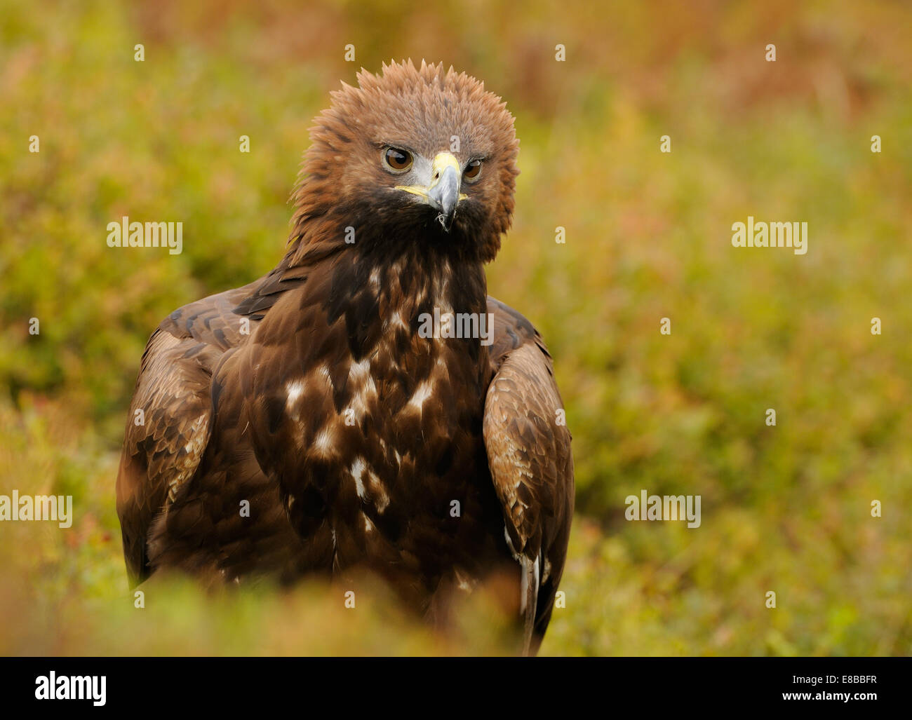 Golden Eagle, in the middle of autumn colored vegetation showing off ...
