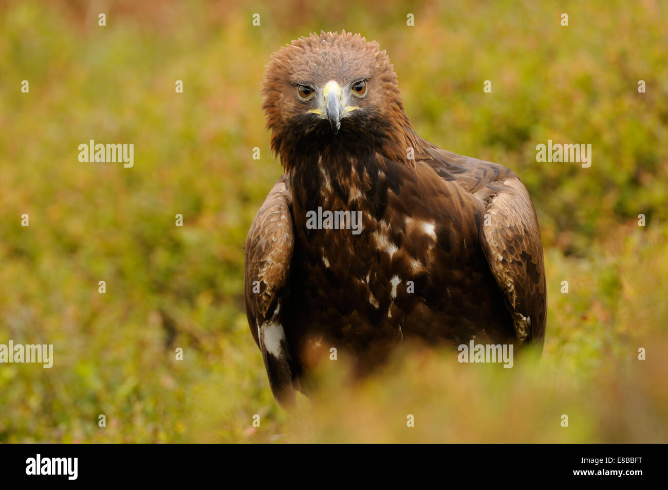 Golden Eagle, in the middle of autumn colored vegetation showing off ...