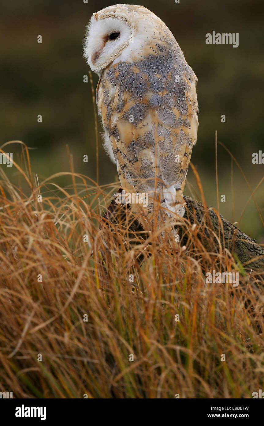 Barn Owl photographed n the middle of autumn colored vegetation at a ...