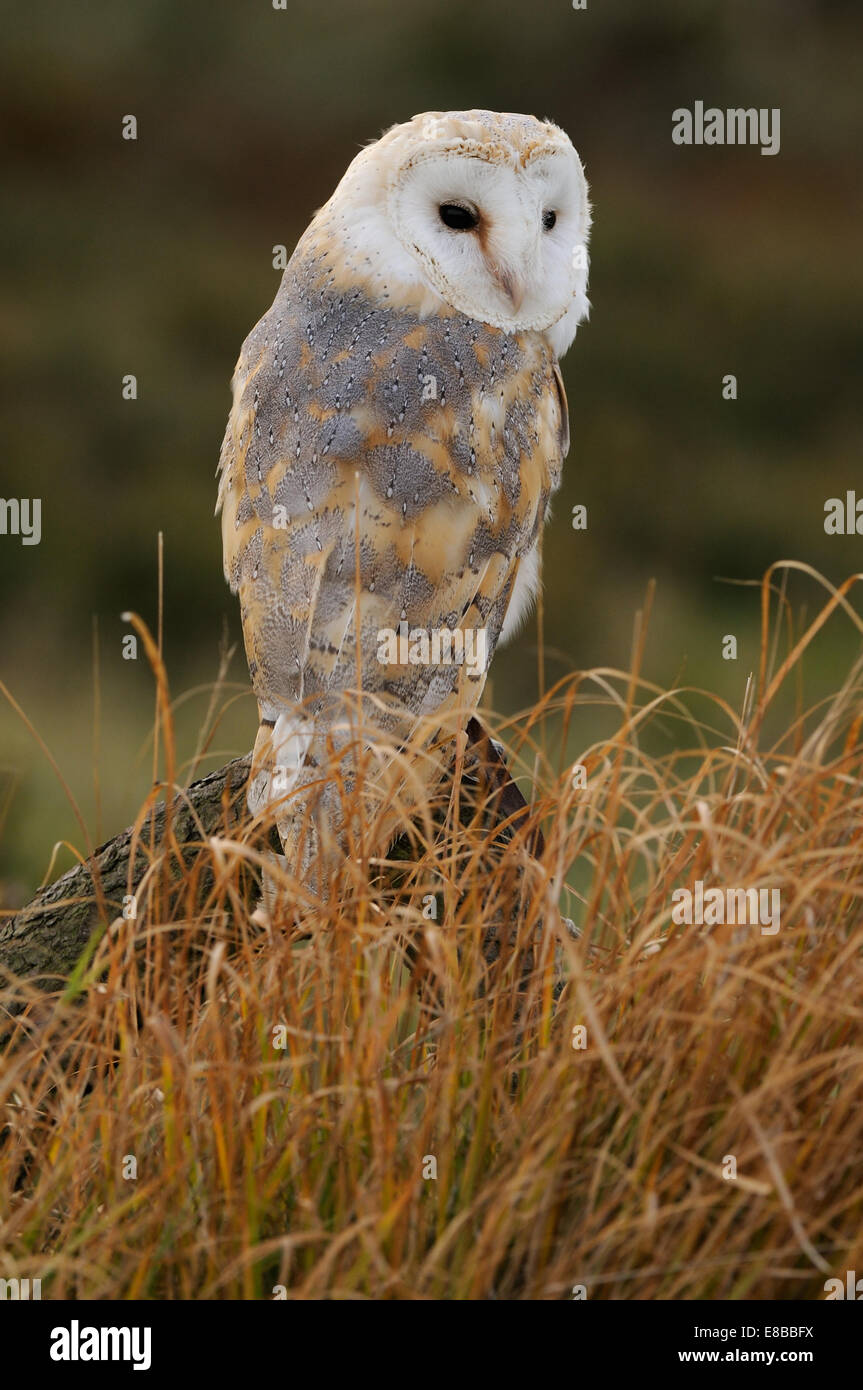 Barn Owl photographed n the middle of autumn colored vegetation at a ...