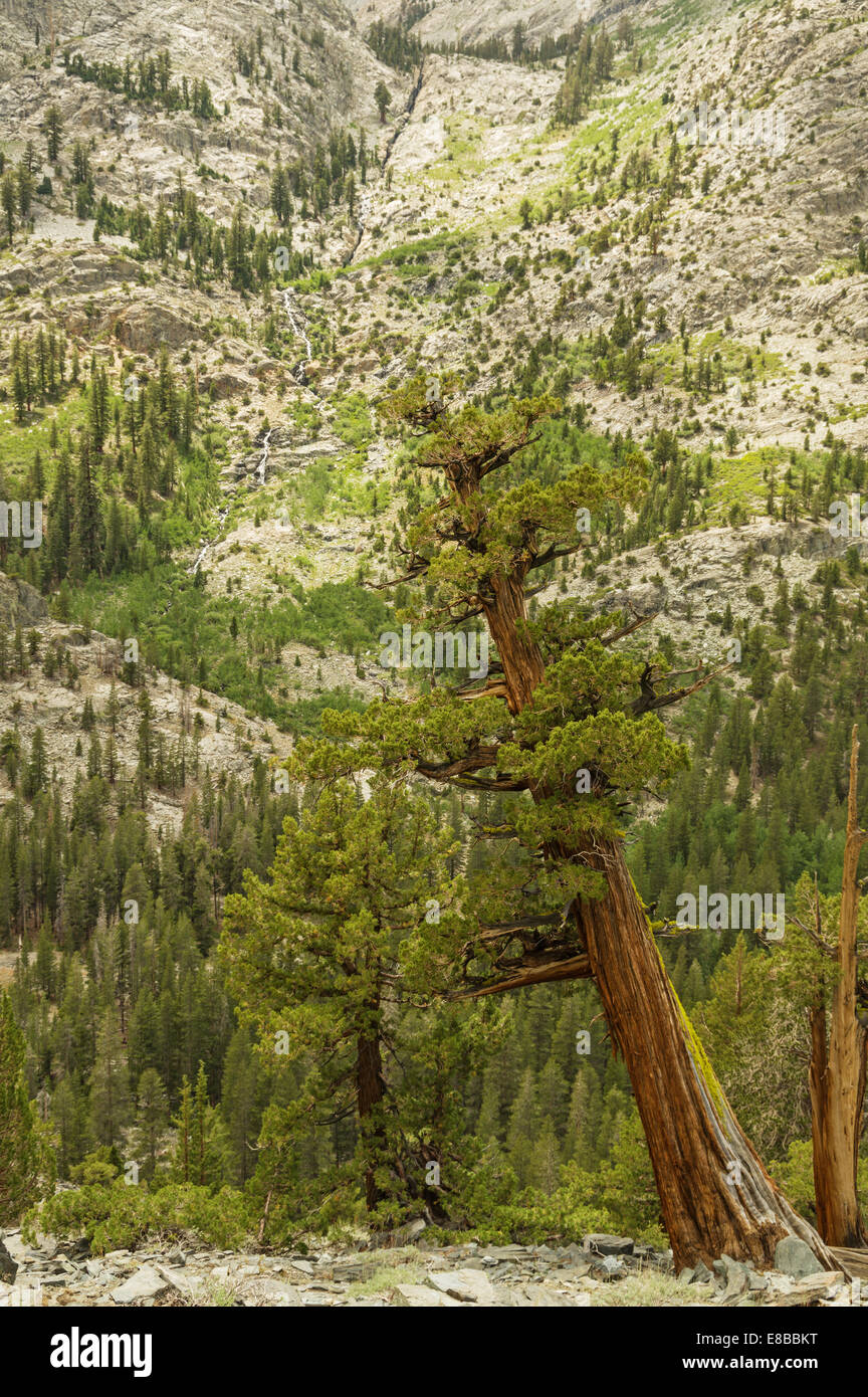 Western juniper hi-res stock photography and images - Alamy