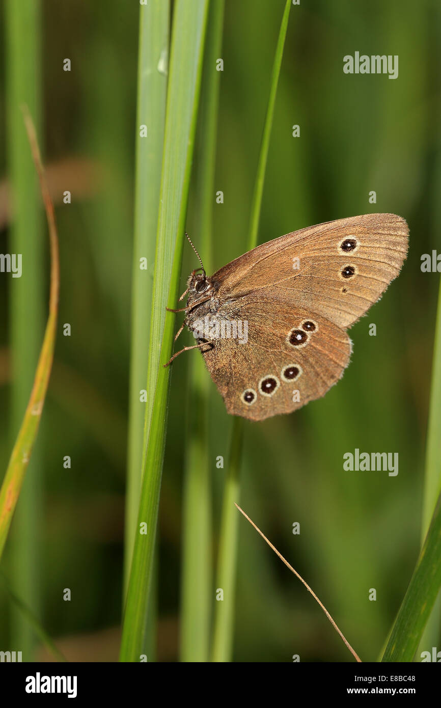 A Ringlet butterfly resting on grass, Norfolk, England, UK Stock Photo ...