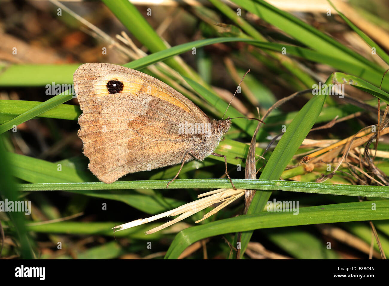 Butterfly underwing pattern hi-res stock photography and images - Alamy