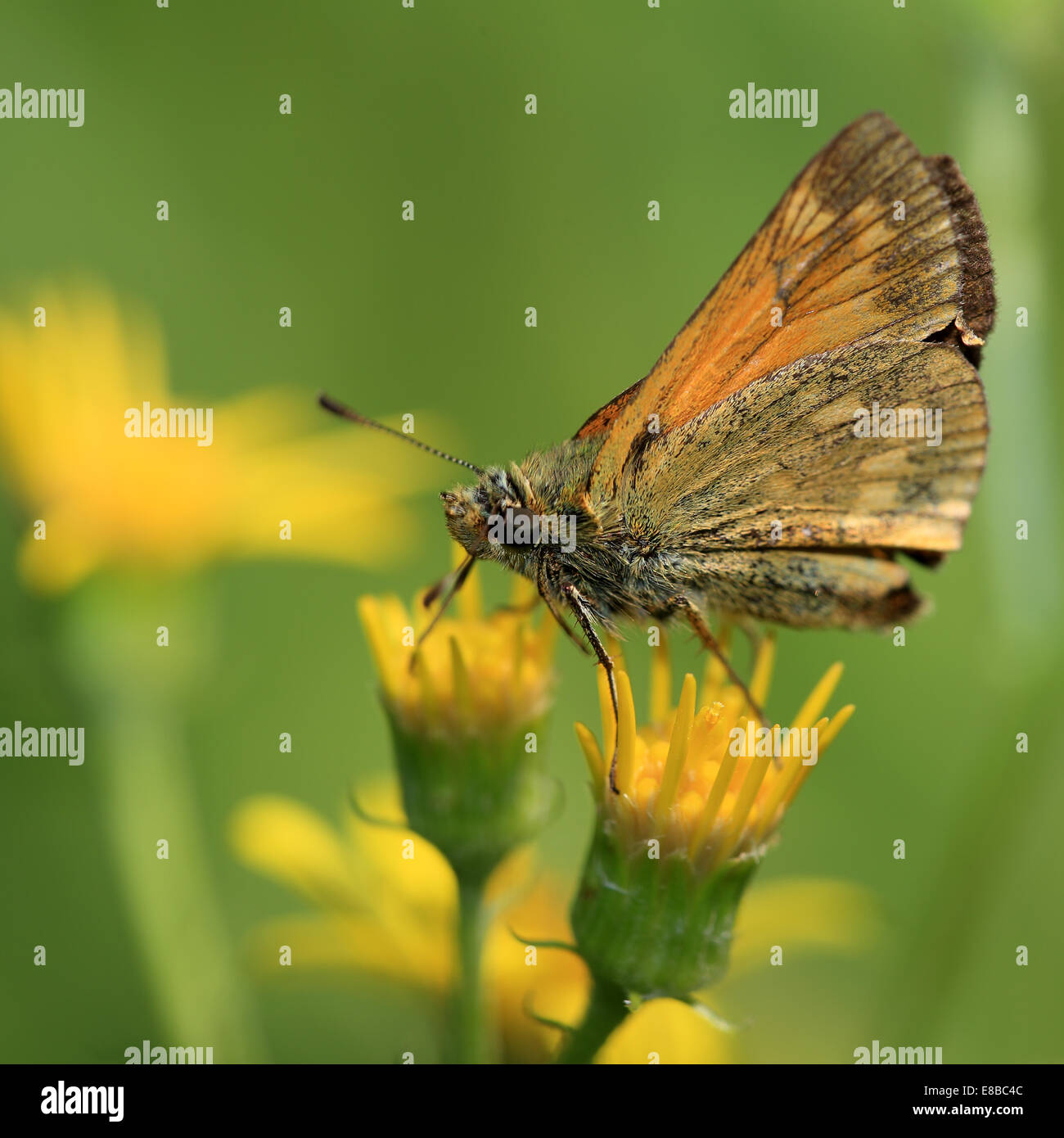 A Large Skipper butterfly feeding on yellow flowers, Norfolk, England ...