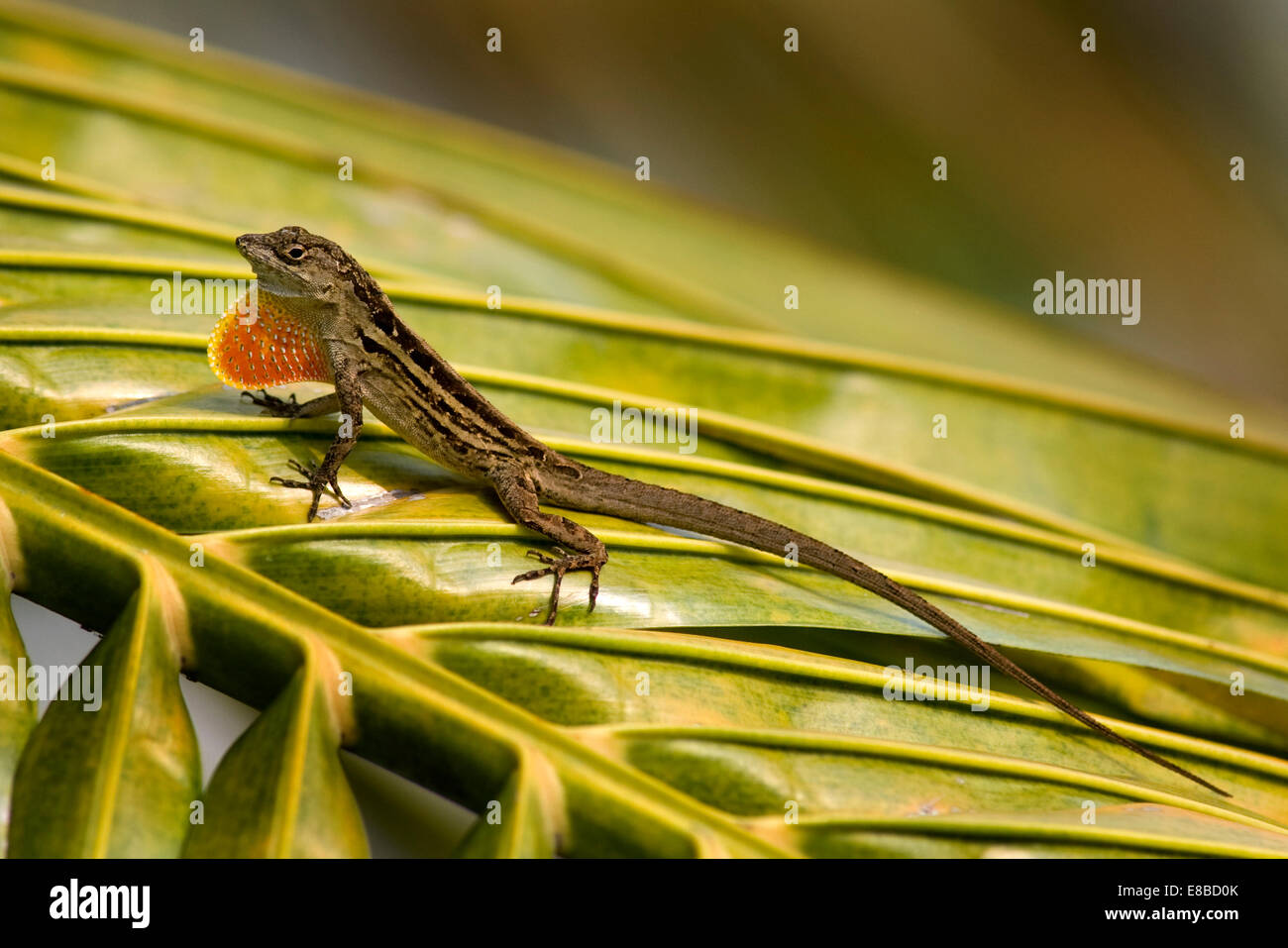 Singapore. 30th Sep, 2014. A lizard rests at Singapore's Gardens in ...