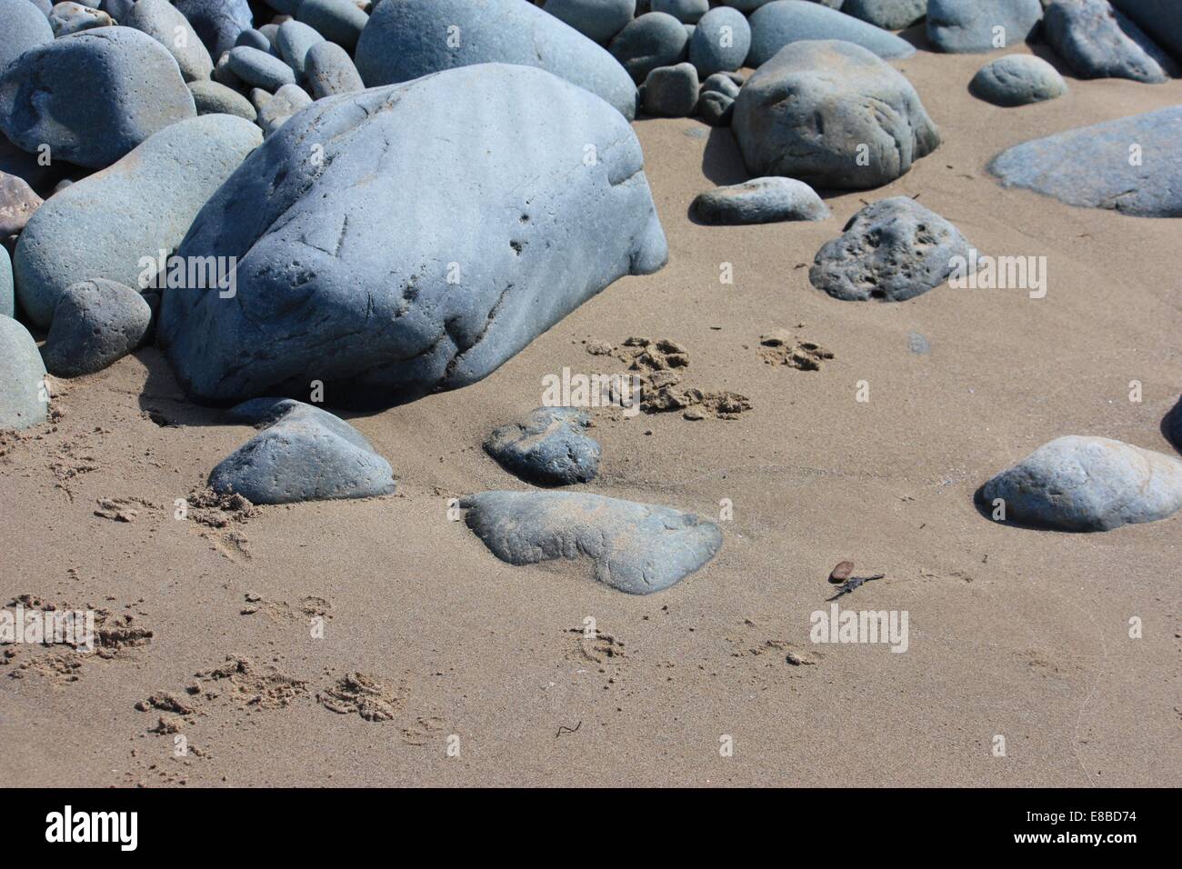 rocks on a sandy beach texture background Stock Photo - Alamy