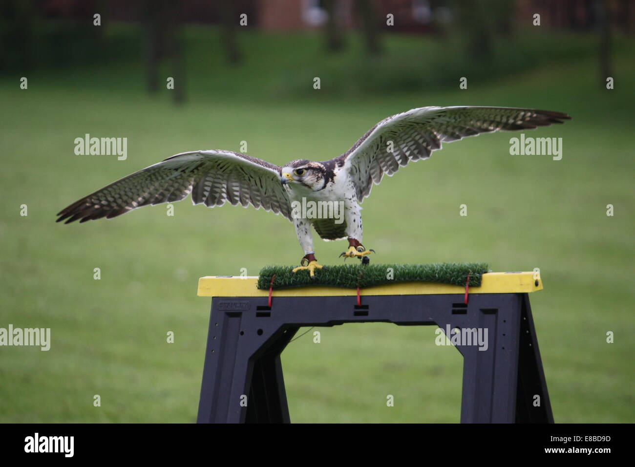 A beautiful white arctic hawk raptor bird Stock Photo - Alamy