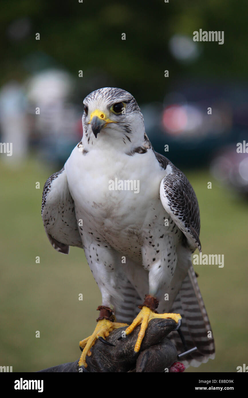 A beautiful white arctic hawk raptor bird Stock Photo - Alamy