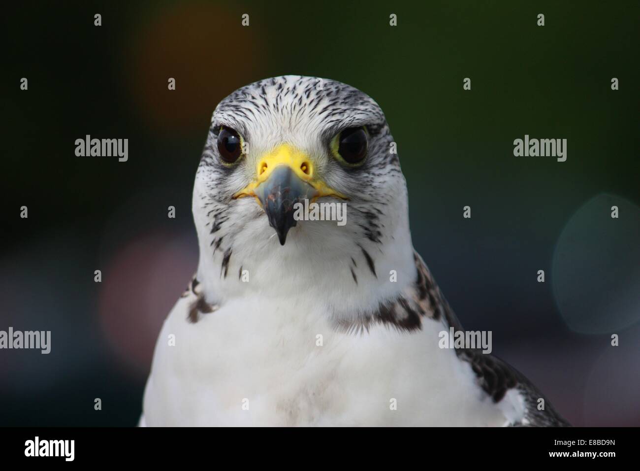 A beautiful white arctic hawk raptor bird Stock Photo - Alamy