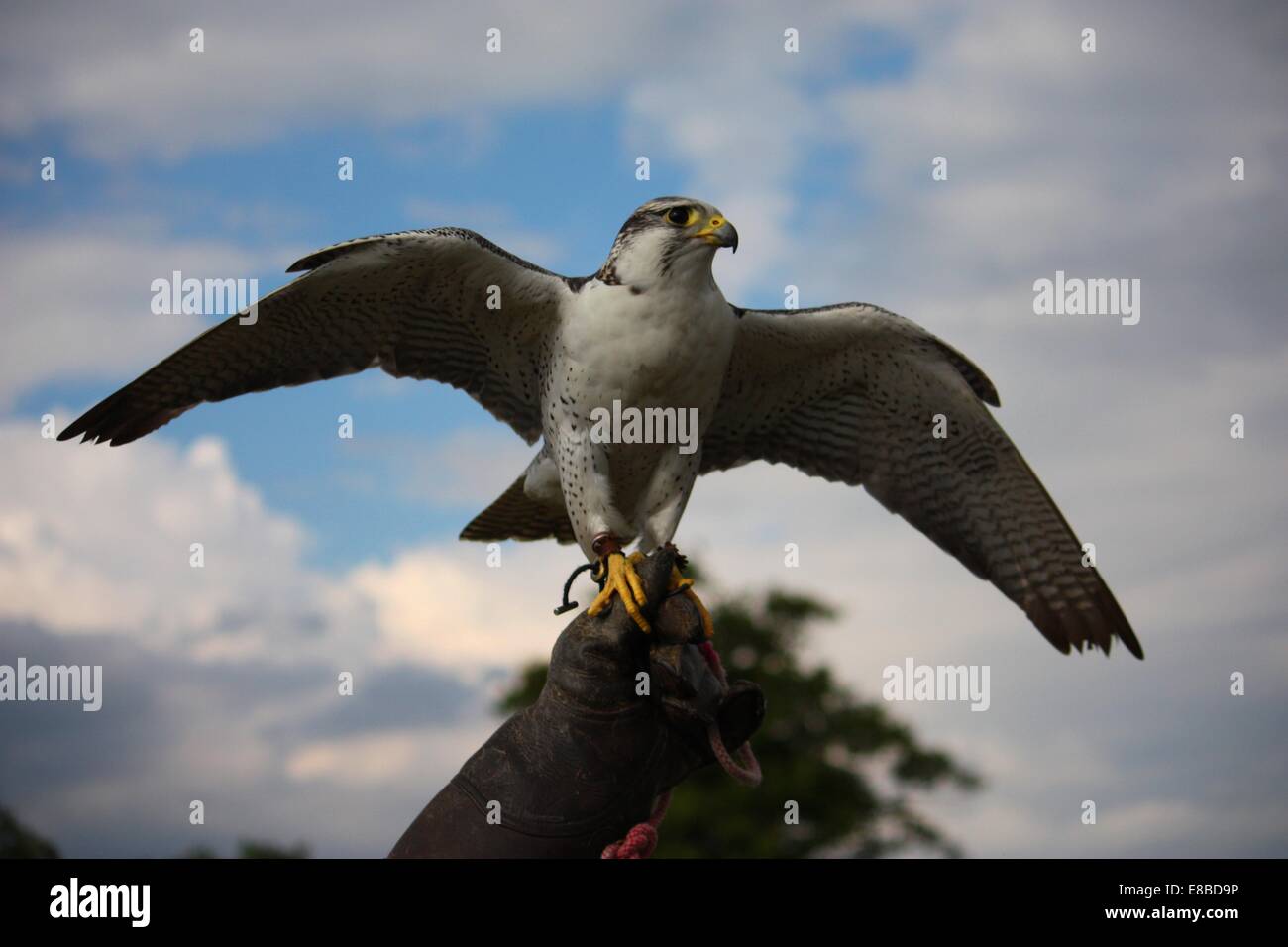 A beautiful white arctic hawk raptor bird Stock Photo - Alamy