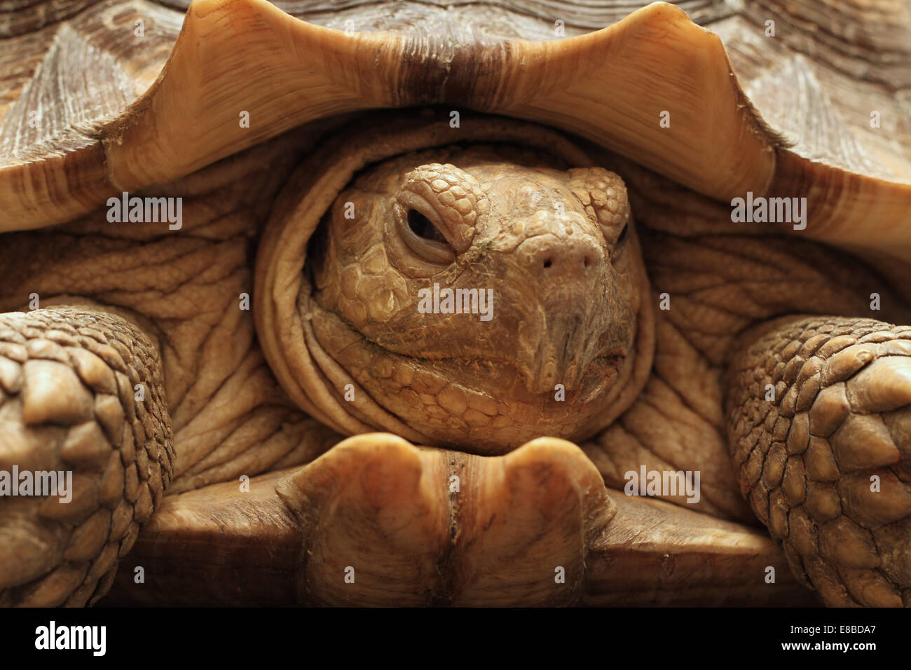 Tortoise and hare hi-res stock photography and images - Alamy