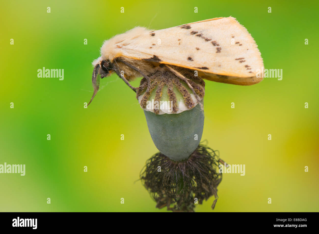 Spilosoma lutea hi-res stock photography and images - Alamy