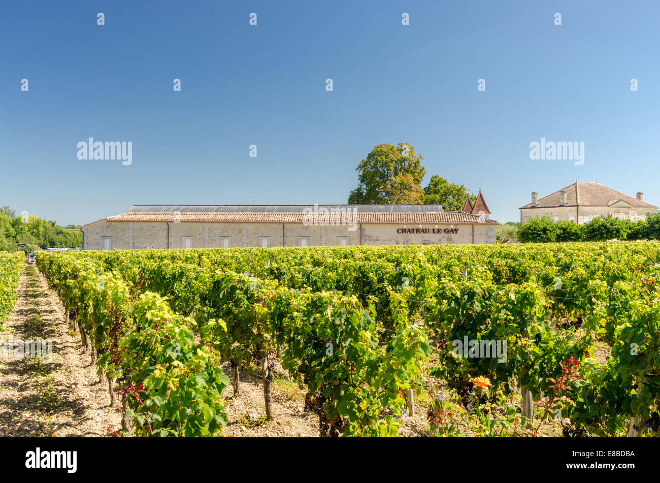 Chateau Le Gay vineyard in the Pomerol region of Bordeaux Stock Photo ...
