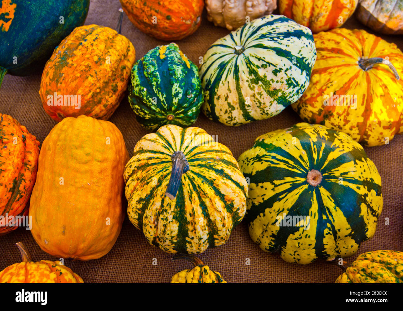 The famous halloween pumpkins accompany you to make jokes and ask for ...