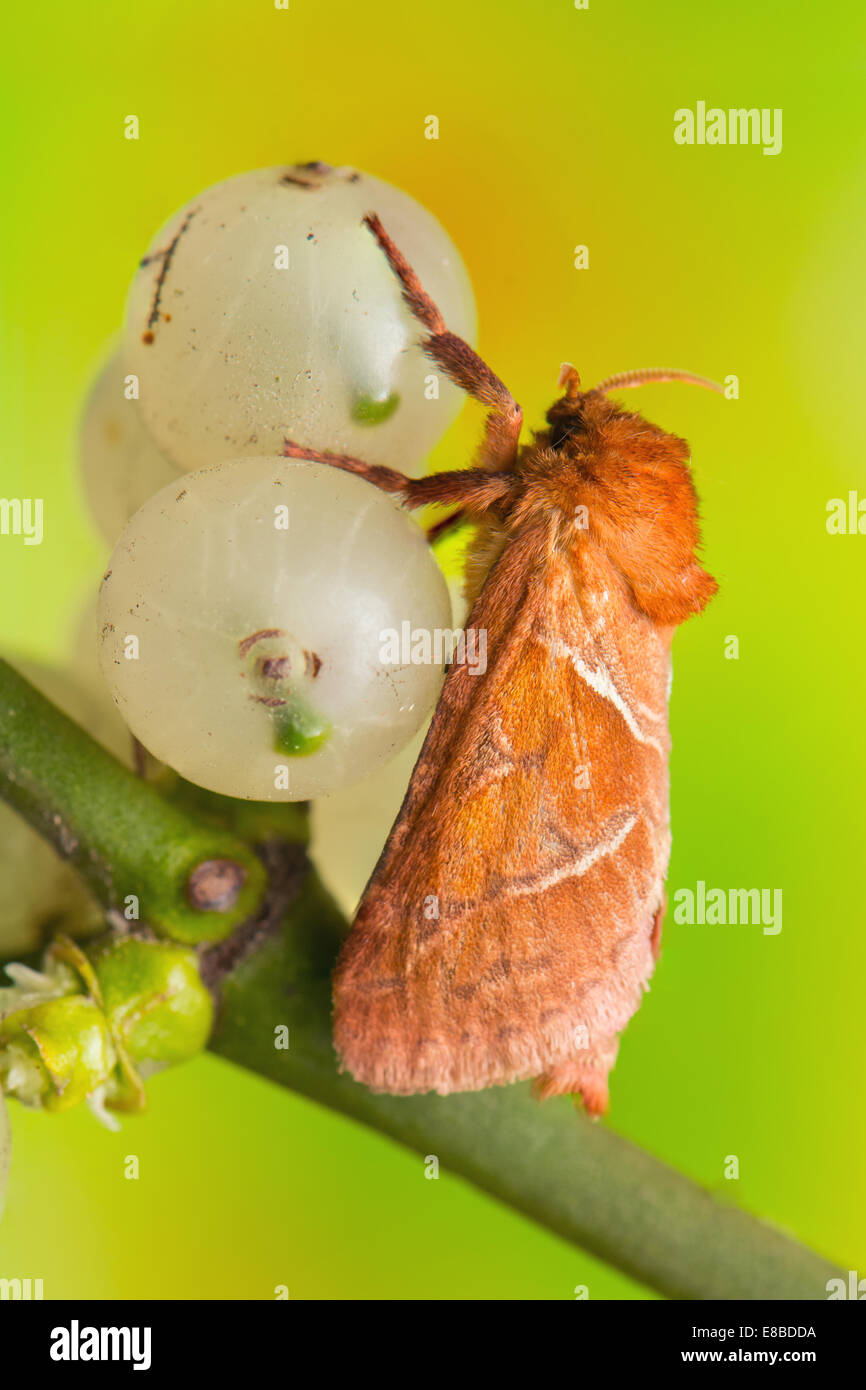 Triodia hi-res stock photography and images - Alamy